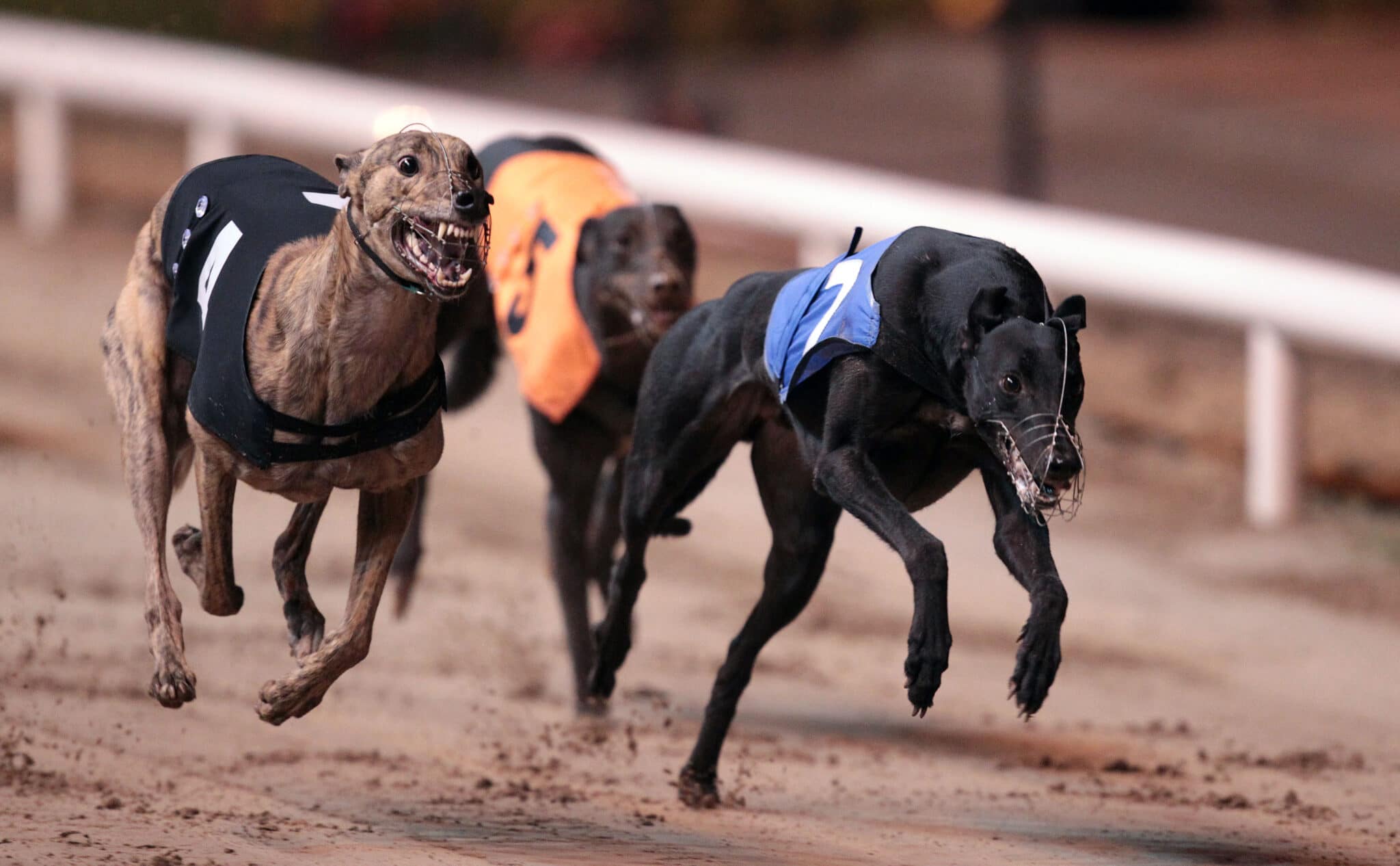 Greyhound Racing Funding Up 2 4 Million Sport For Business