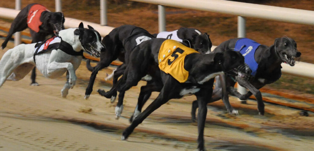 Greyhound Racing Financial Turnover Rises - Sport for Business